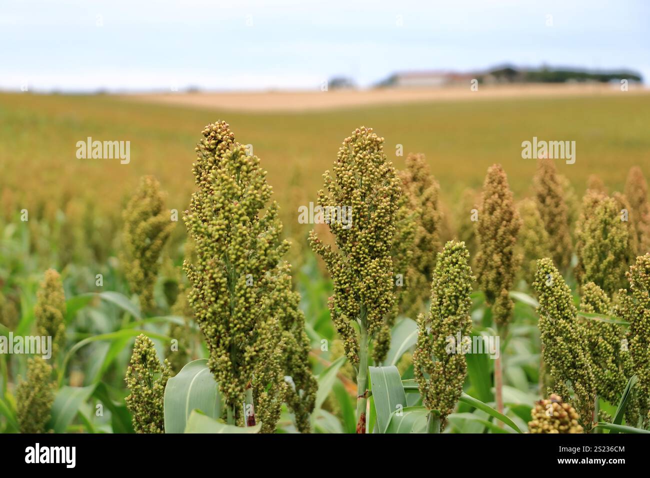 Raw Ripe millet crops in the field agriculture landscape view in France ...