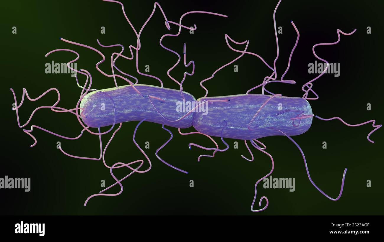 3d rendering of Bacillus subtilis bacterium with peritrichous flagella Stock Photo - Alamy