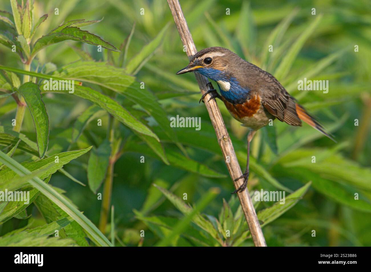 Bluethroat - Luscinia svecica Stock Photo - Alamy