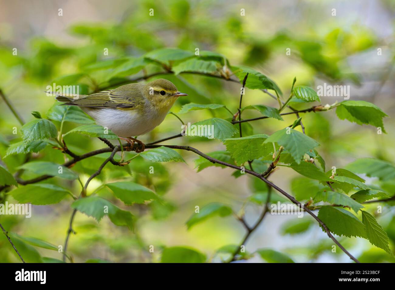 Wood Warbler - Phylloscopus sibilatrix Stock Photo - Alamy