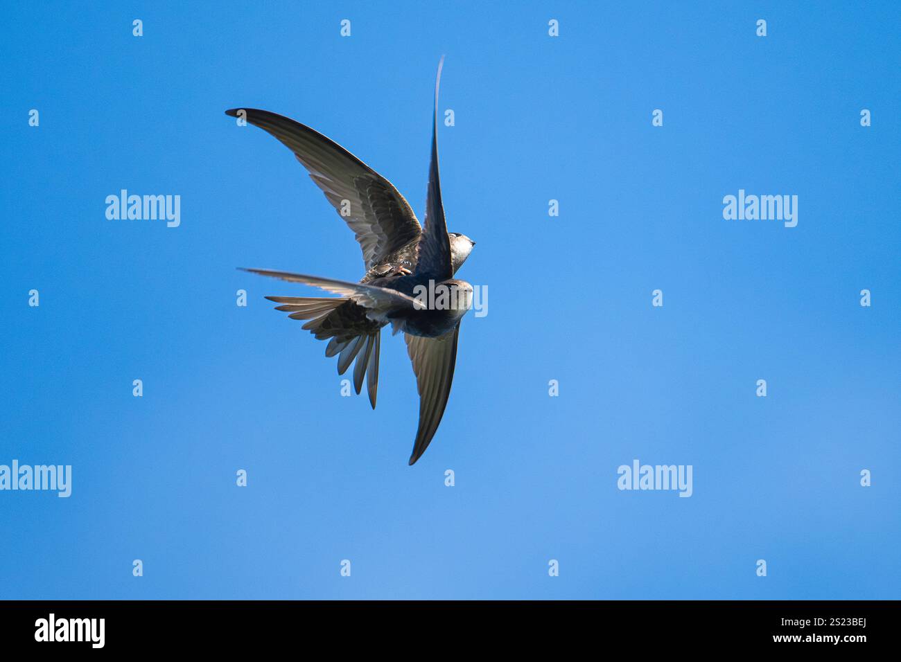 Common Swift - Apus apus Stock Photo - Alamy