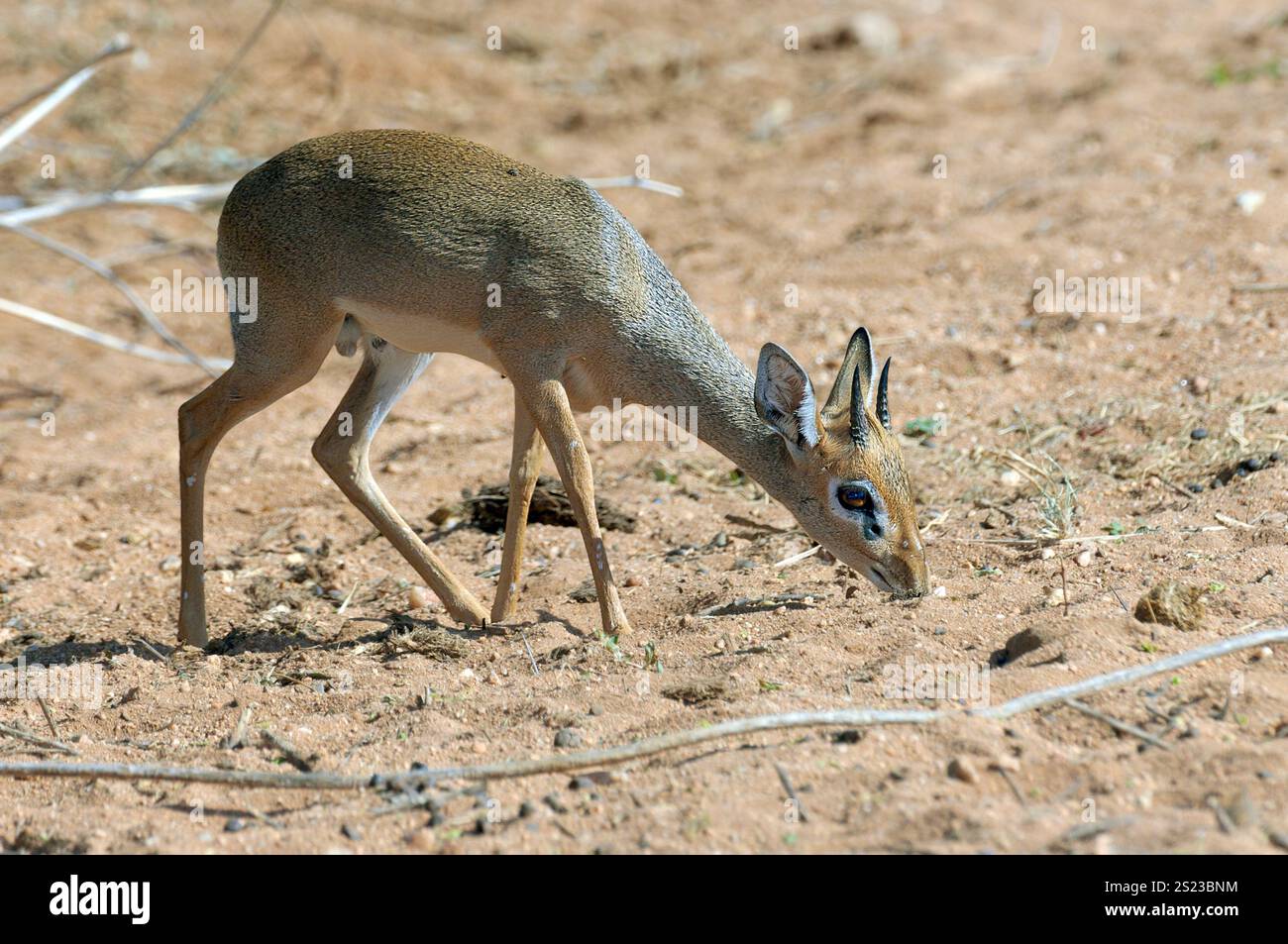 Kirk's dik-dik (Madoqua kirkii) from Samburu National Reserve, Kenya Stock Photo - Alamy