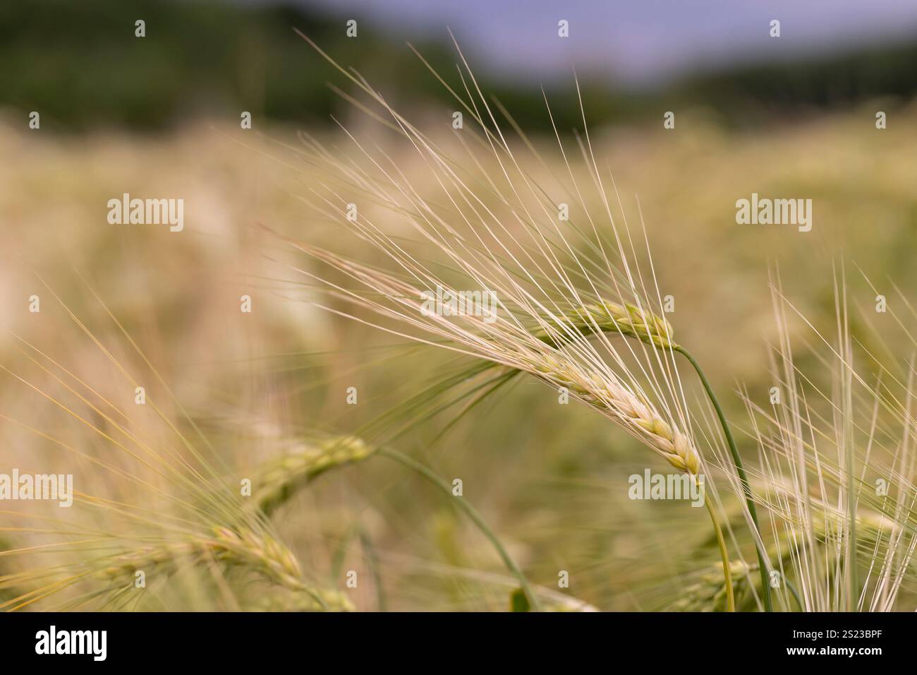 wheat field after a thunderstorm and rain, cloudy weather in a field ...