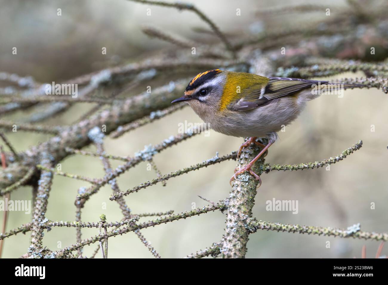 Firecrest - Regulus ignicapillus Stock Photo - Alamy