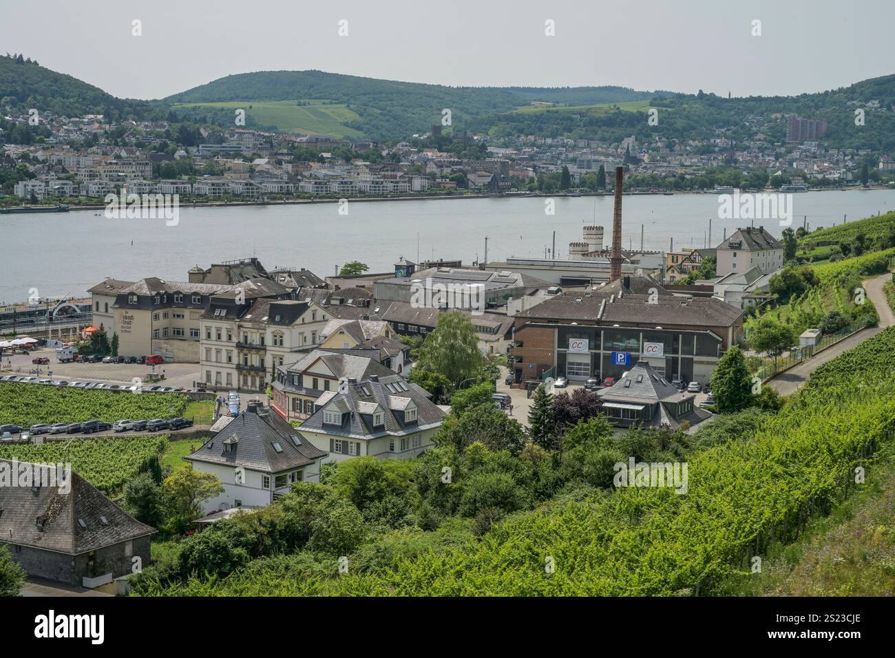 Weinberge, Rhein, Weinbrennerei Asbach Uralt, Rüdesheim, Hessen ...