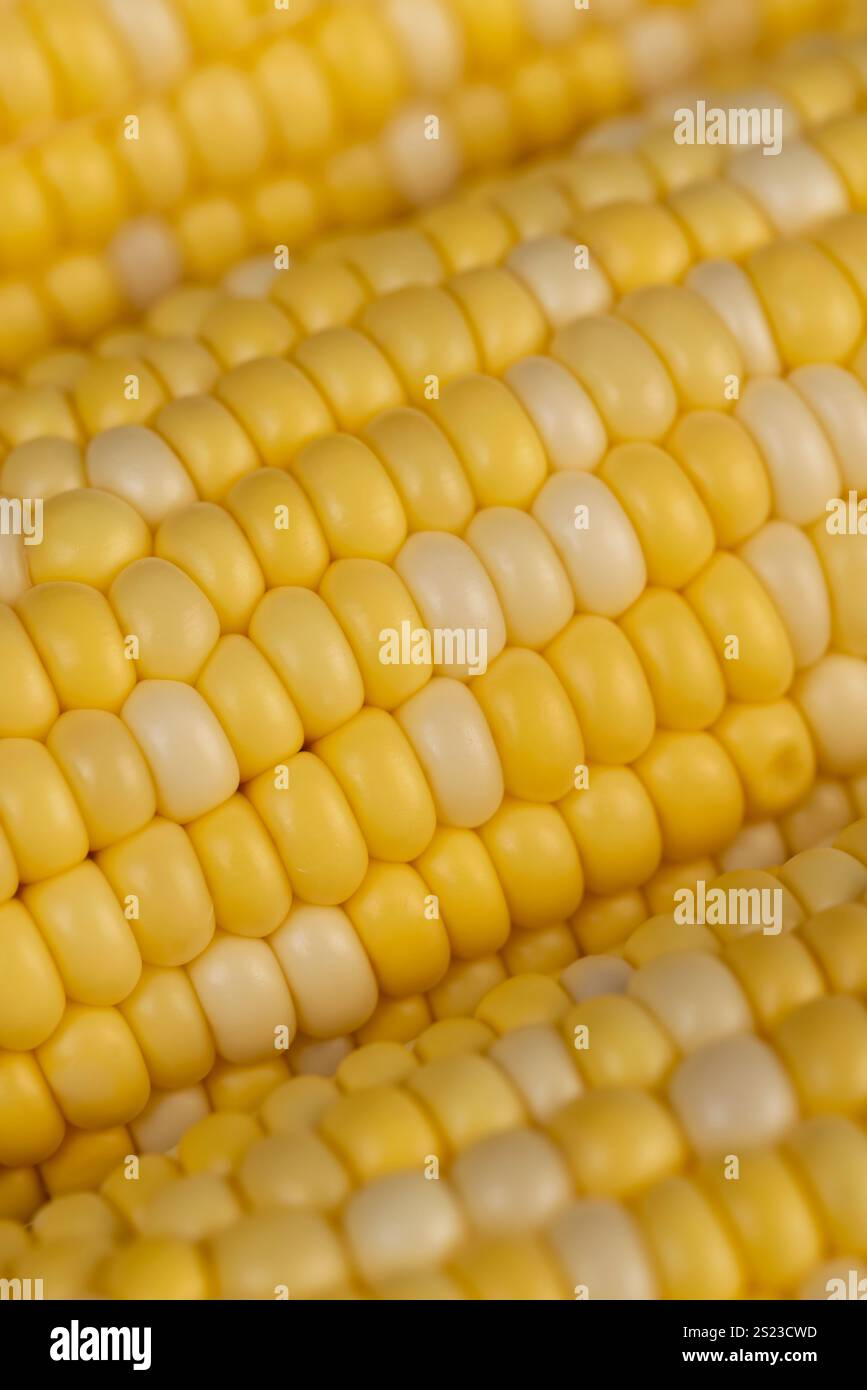 peeled corn cob with yellow and white seeds of different sizes and ...