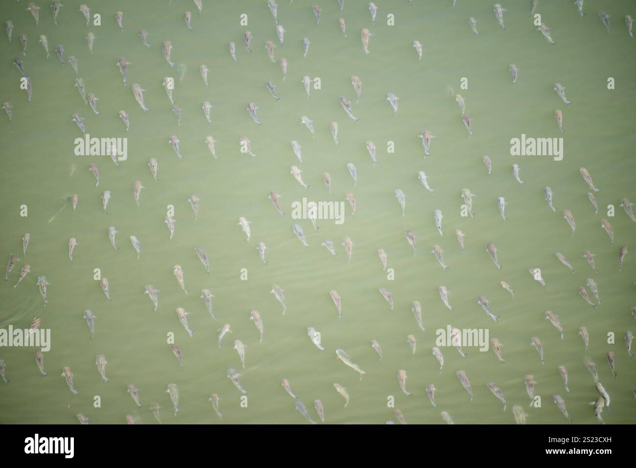 school of mullet fish, Burnett River, Bundaberg Queensland Australia ...