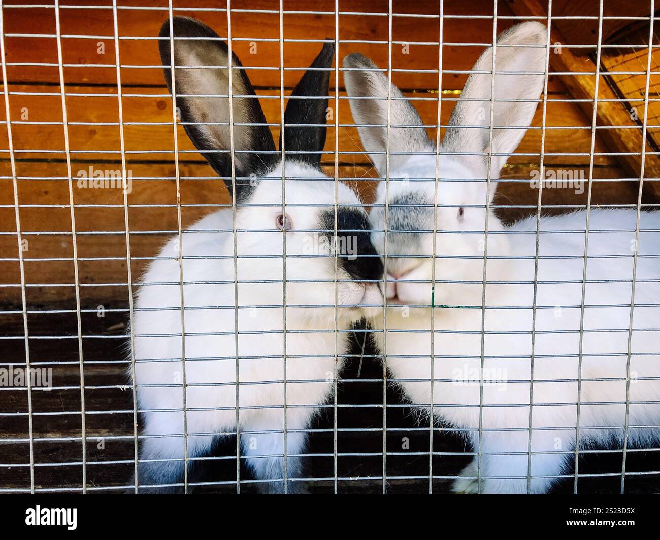 Two cute white and black hares in a cage. Domestic rabbits on farm ...