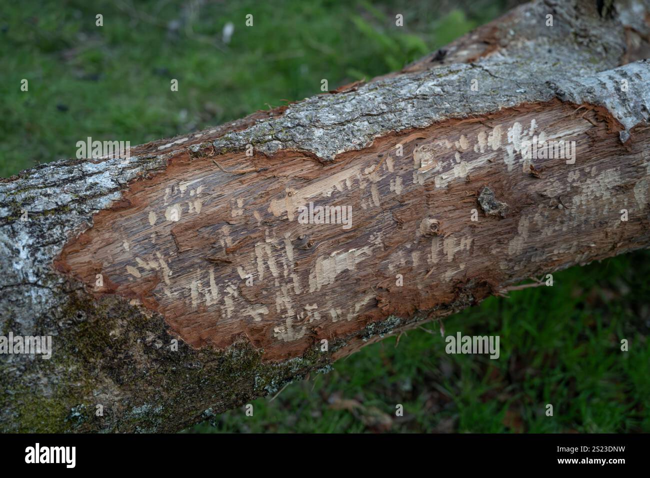 Beaver: Castor fiber. Gnawing marks on trunk., and bark removed for ...