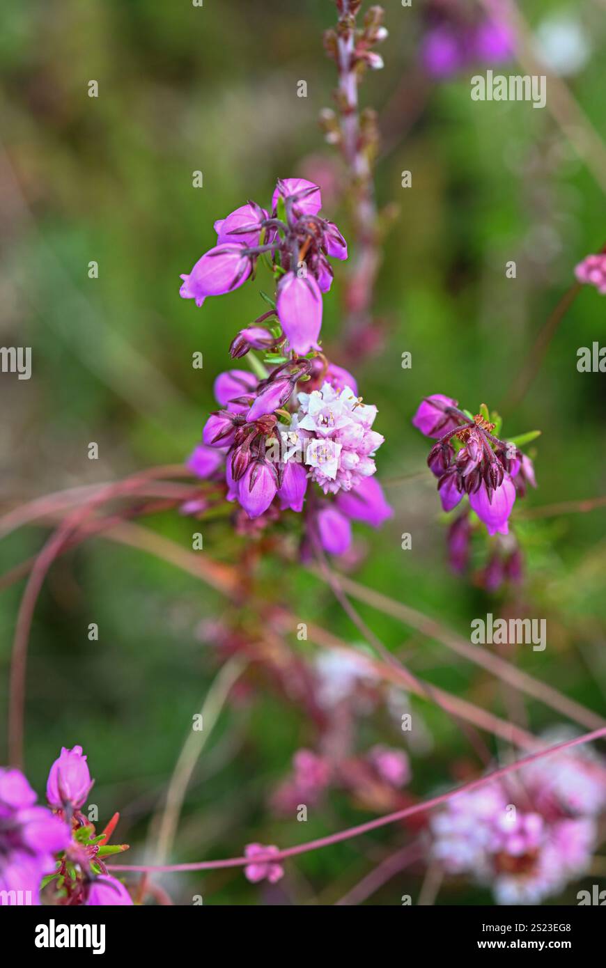 Common Dodder: Cuscuta epithymum. Parasitic on heather. Surrey, UK ...