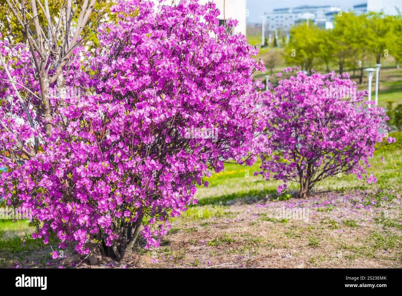 Bright blooming shrubs of Rhododendron dauricum, also called Bagulnik ...