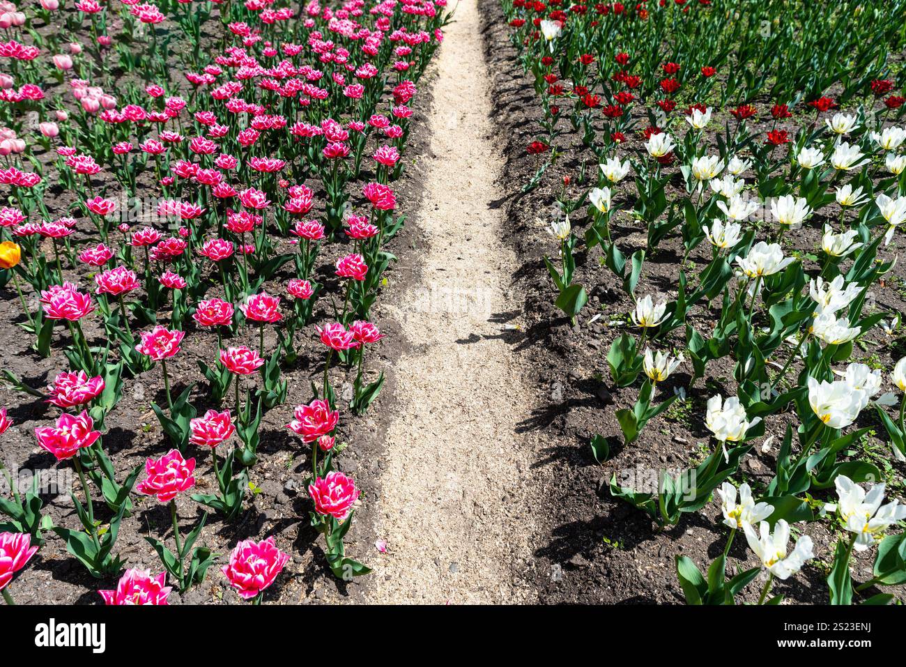 A spring garden path runs between colorful tulip flower beds ...