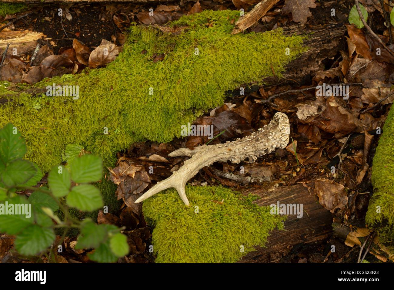 Roe Deer: Capreolus capreolus. Cast antler. Surrey, UK Stock Photo - Alamy