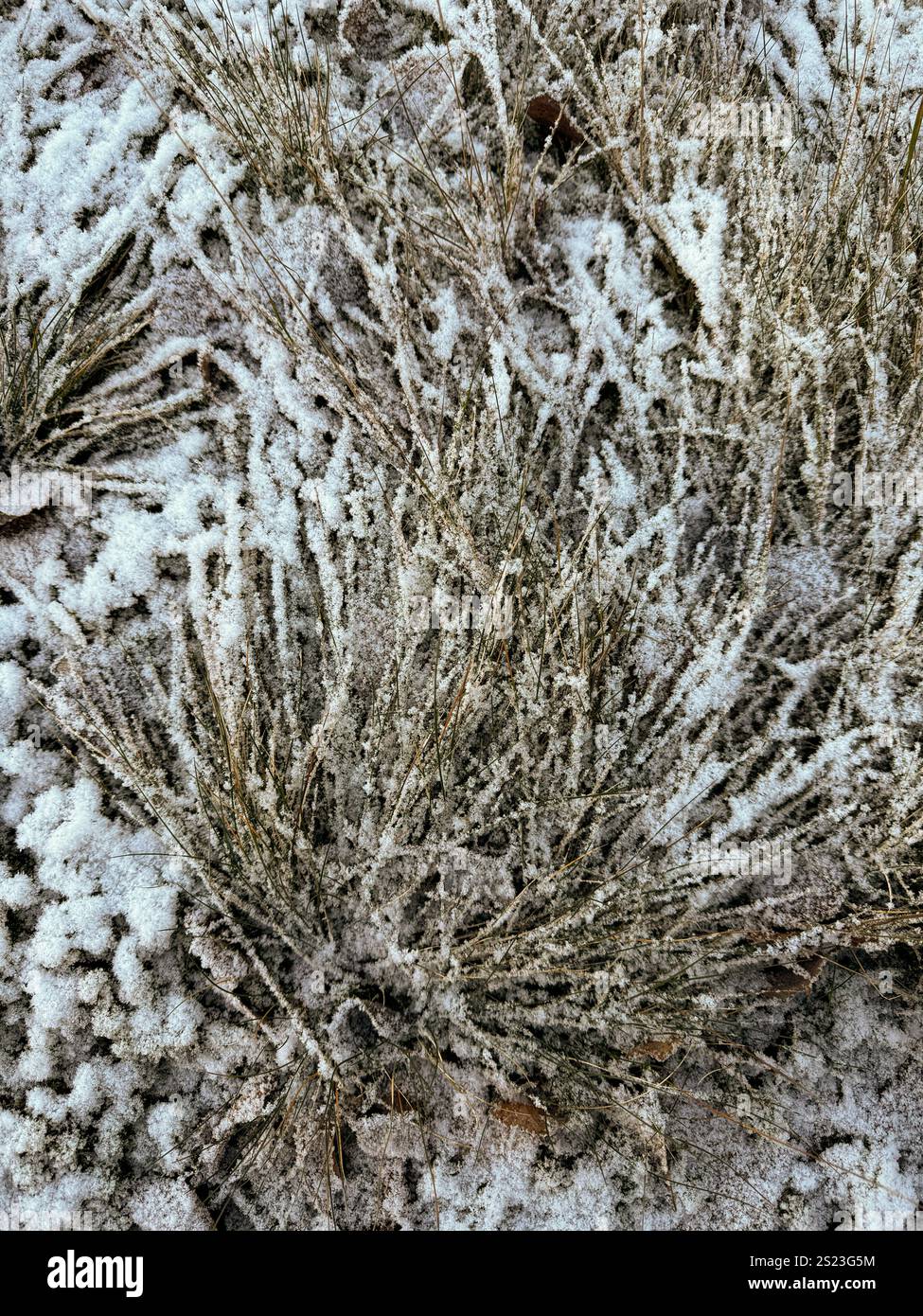 A detailed shot of frost-covered grass blades and leaves, highlighting ...