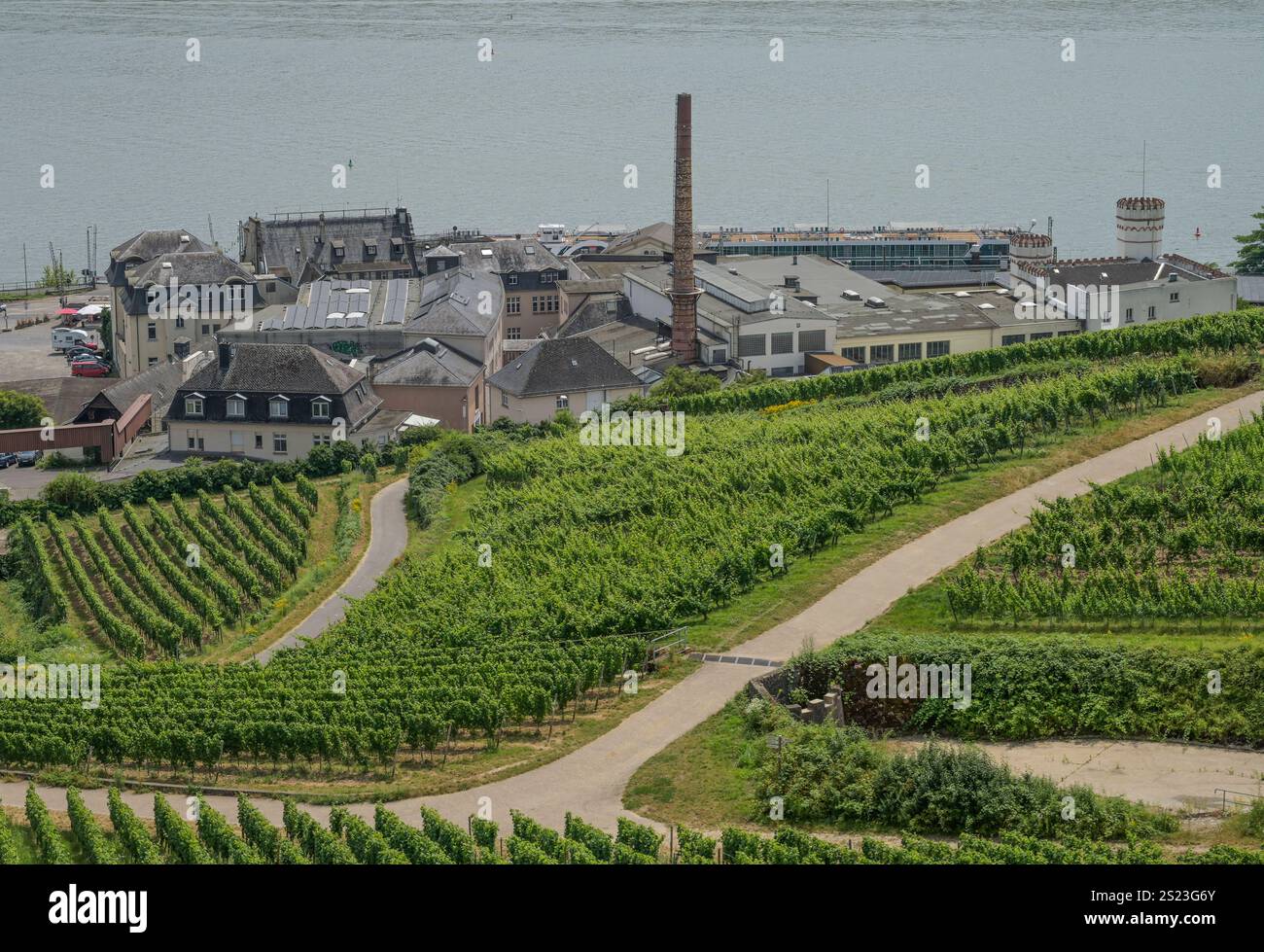 Weinberge, Rhein, Weinbrennerei Asbach Uralt, Rüdesheim, Hessen ...