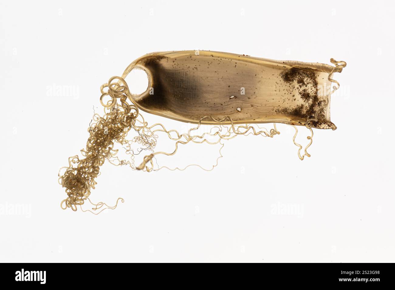 Egg case of Small-Spotted Catshark or Dogfish: Scyliorhinus canicula ...