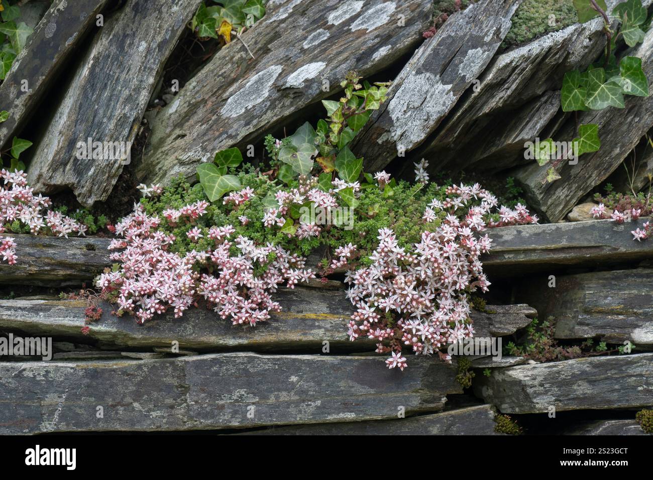 English Stonecrop: Sedum anglicum. On scree slope in slate quarry ...