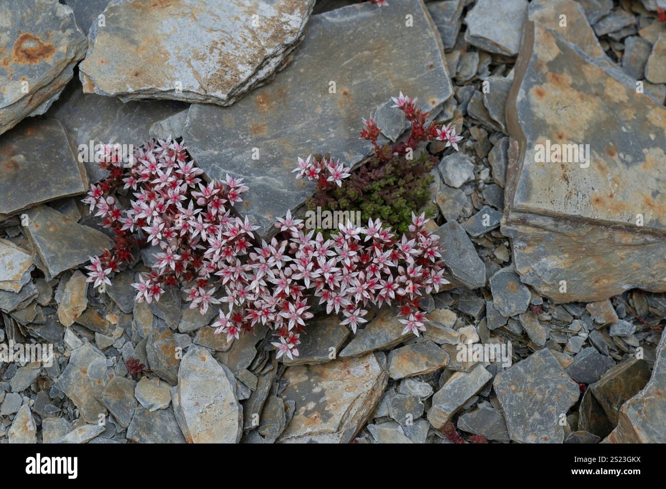 Stonecrop sedum in flower hi-res stock photography and images - Alamy