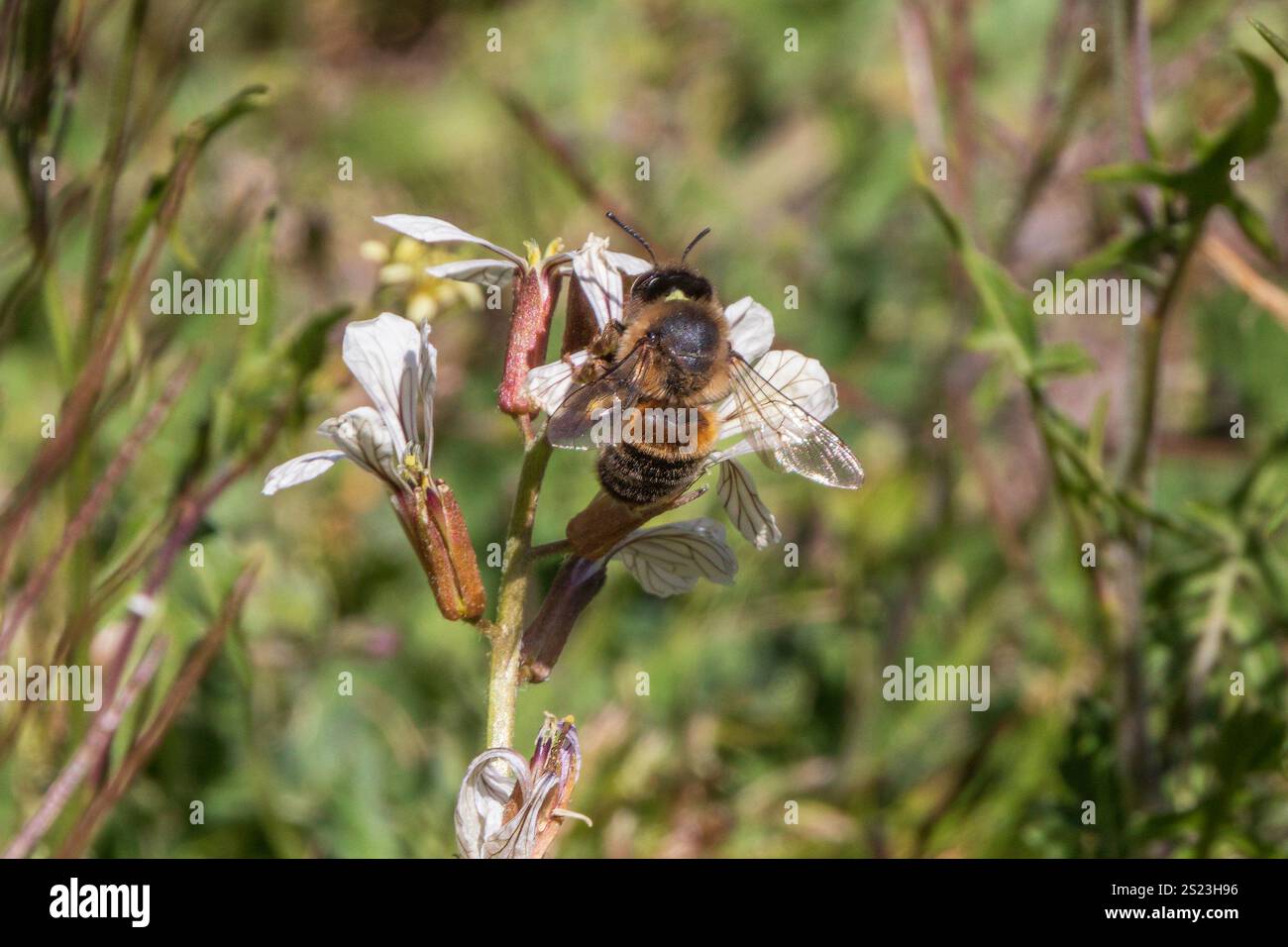 Eucera bees hi-res stock photography and images - Alamy