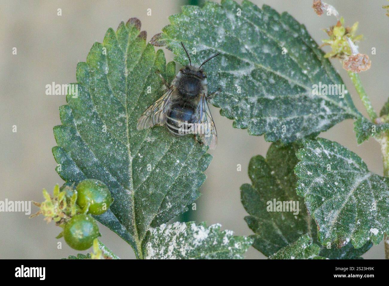 Anthophora calcarata, Common Digger Bees Stock Photo - Alamy
