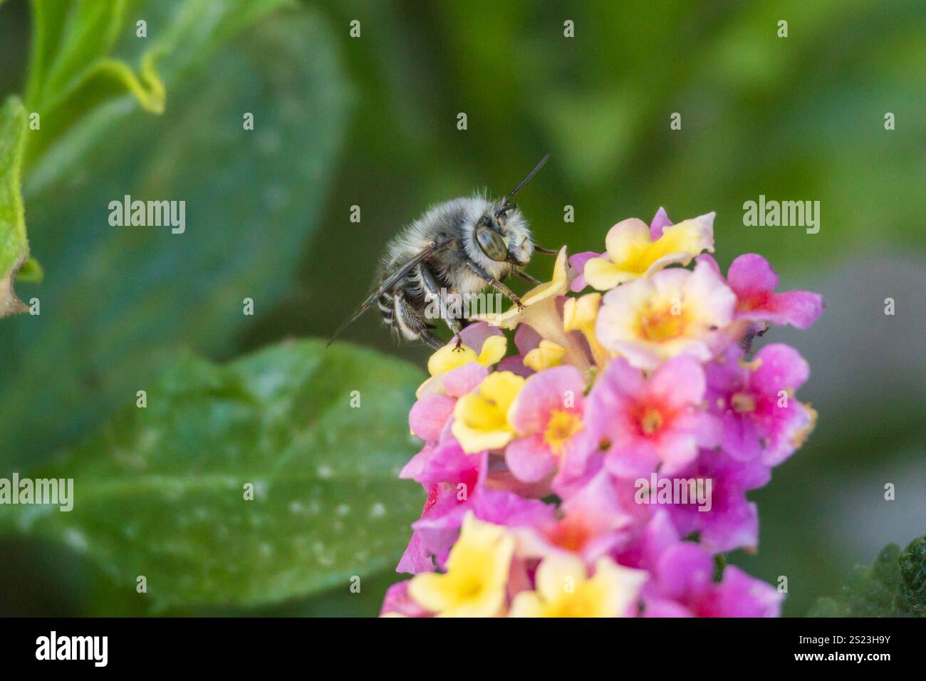 Anthophora calcarata, Common Digger Bees Stock Photo - Alamy