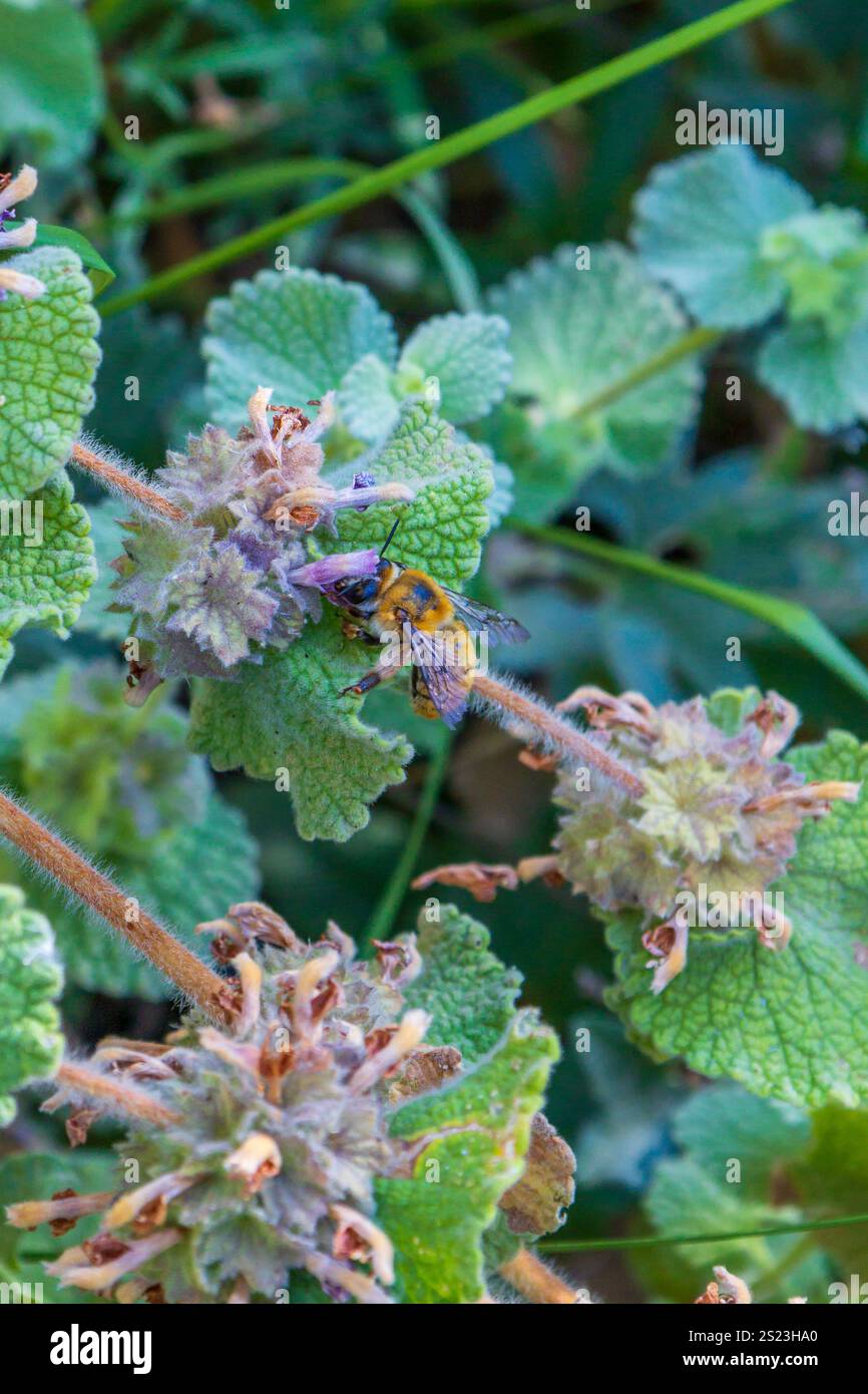 Anthophora ferruginea, Common Digger Bees Stock Photo - Alamy