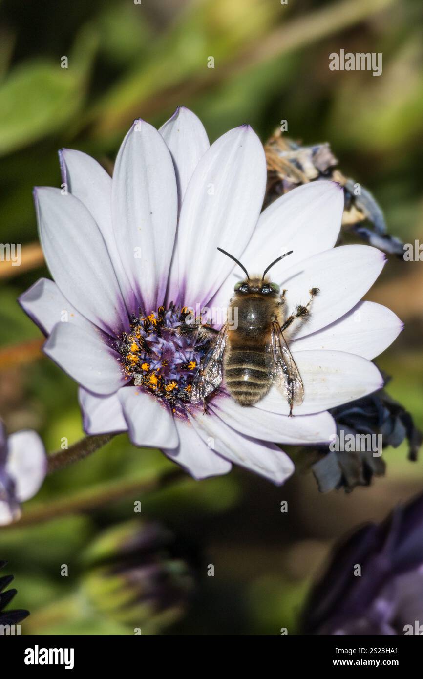 Anthophora crinipes, Common Digger Bees Stock Photo - Alamy