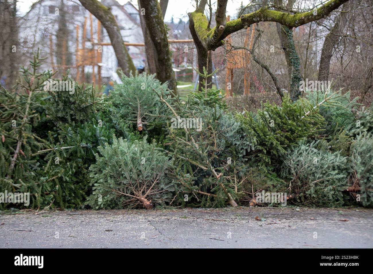Christmas Tree Recycling Drop-Off Location for Sustainable Disposal ...