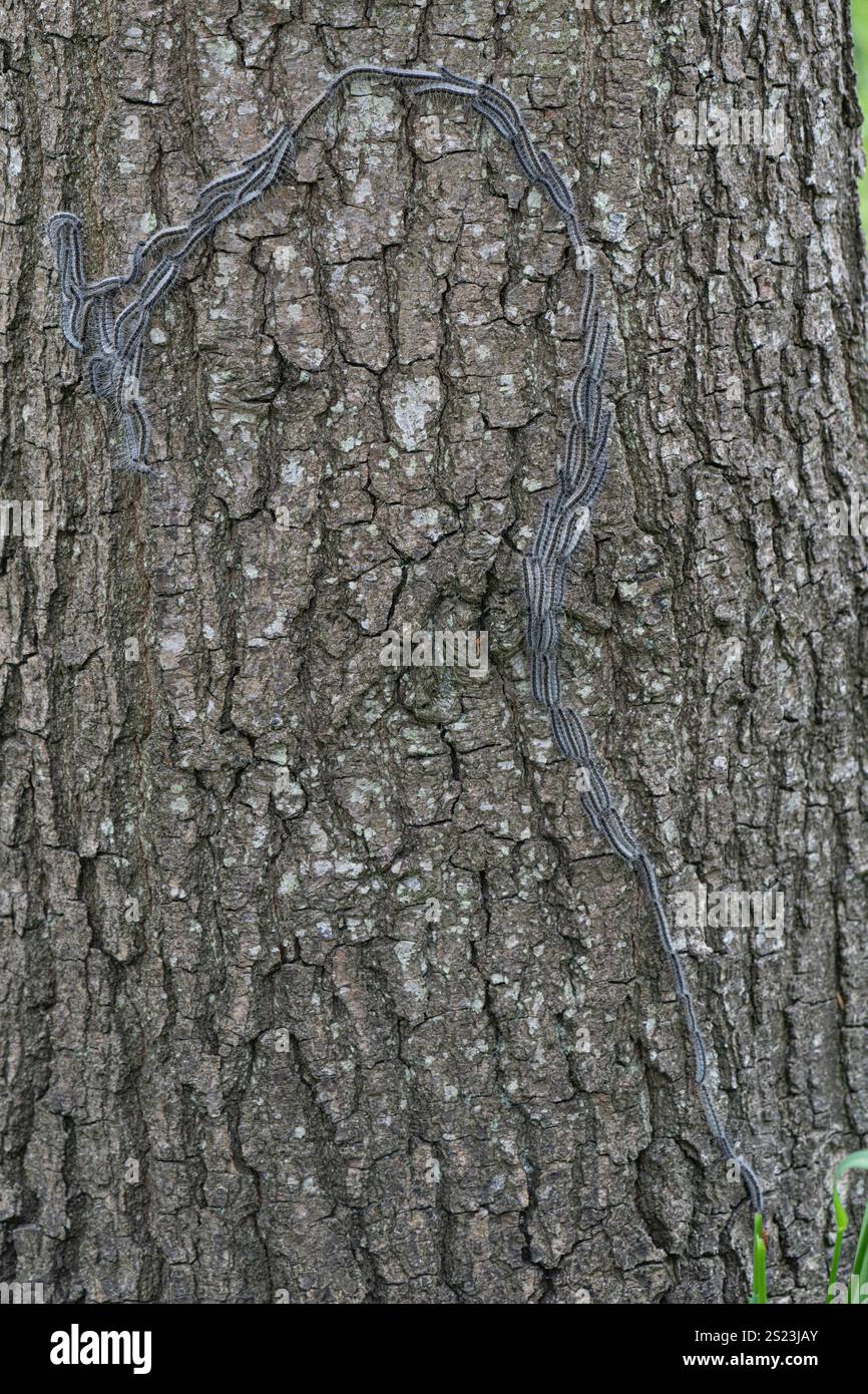 Oak Processionary Moth (Thaumetopoea processionea). Larvae on Oak tree ...