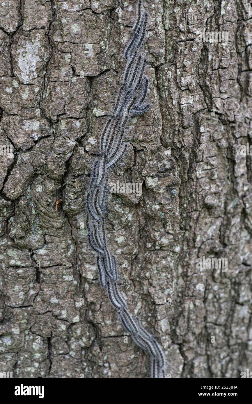 Oak Processionary Moth (Thaumetopoea processionea). Larvae on Oak tree ...