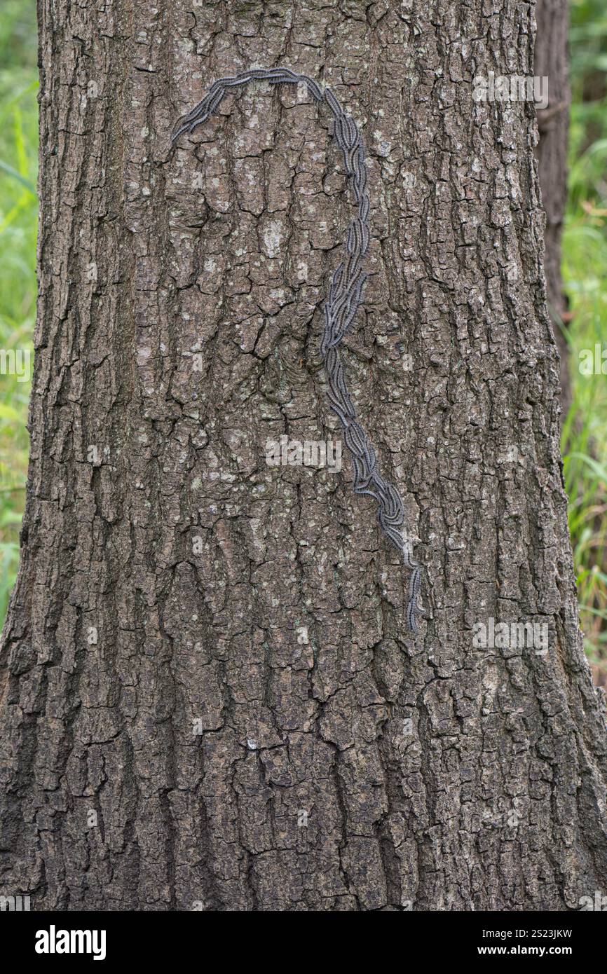 Oak Processionary Moth (Thaumetopoea processionea). Larvae on Oak tree ...