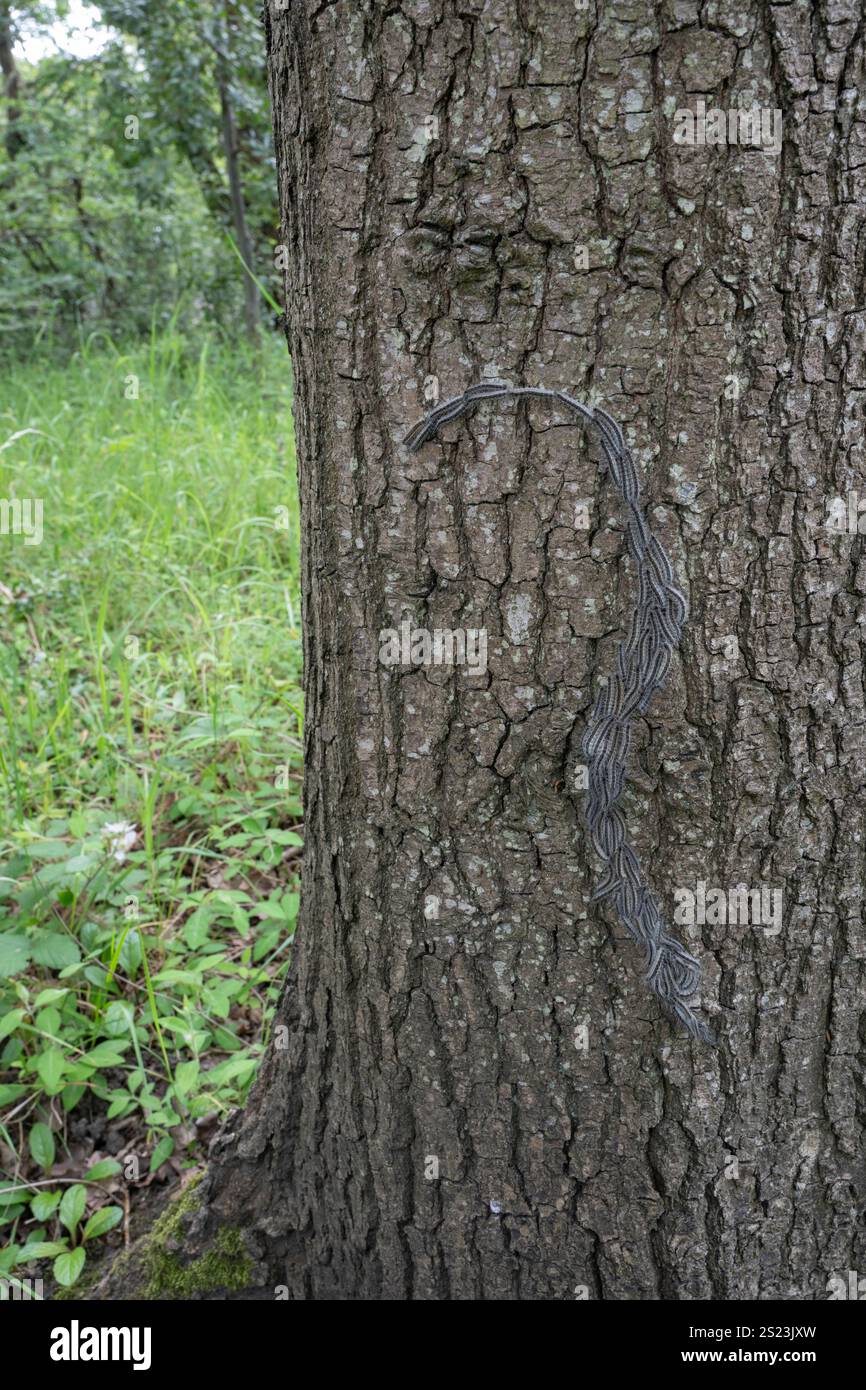 Oak Processionary Moth (Thaumetopoea processionea). Larvae on Oak tree ...