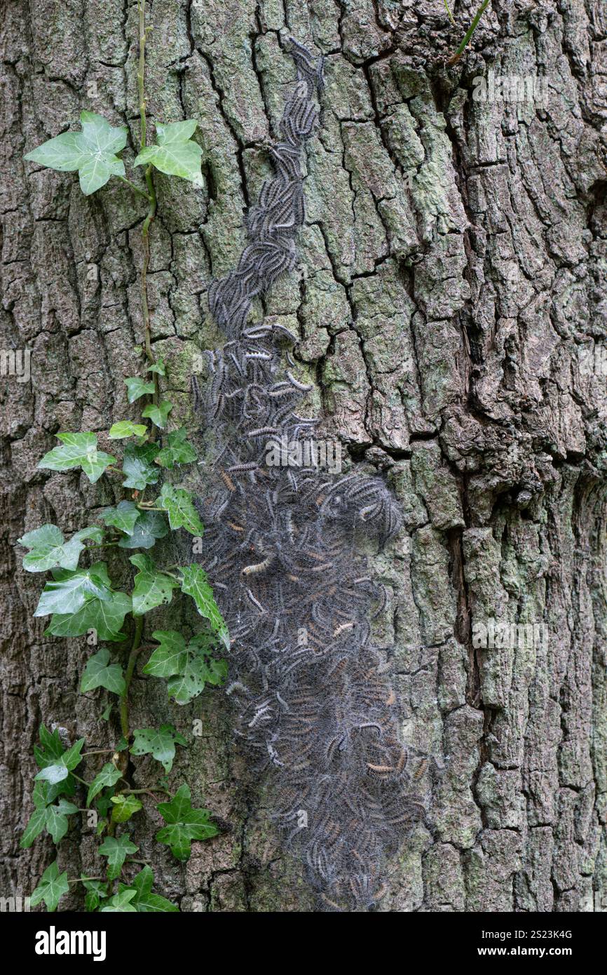 Oak Processionary Moth (Thaumetopoea processionea). Larvae on Oak tree ...