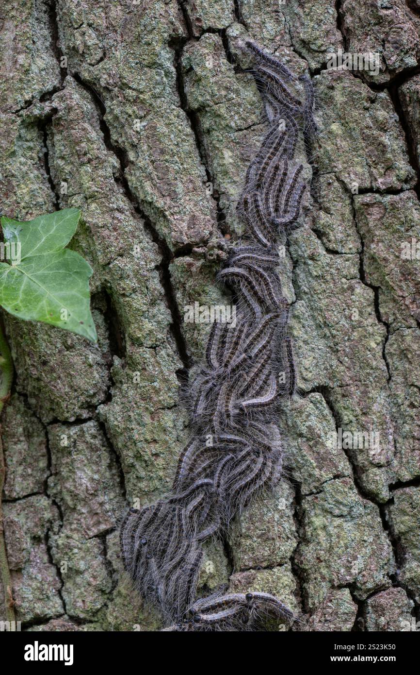 Oak Processionary Moth (Thaumetopoea processionea). Larvae on Oak tree ...