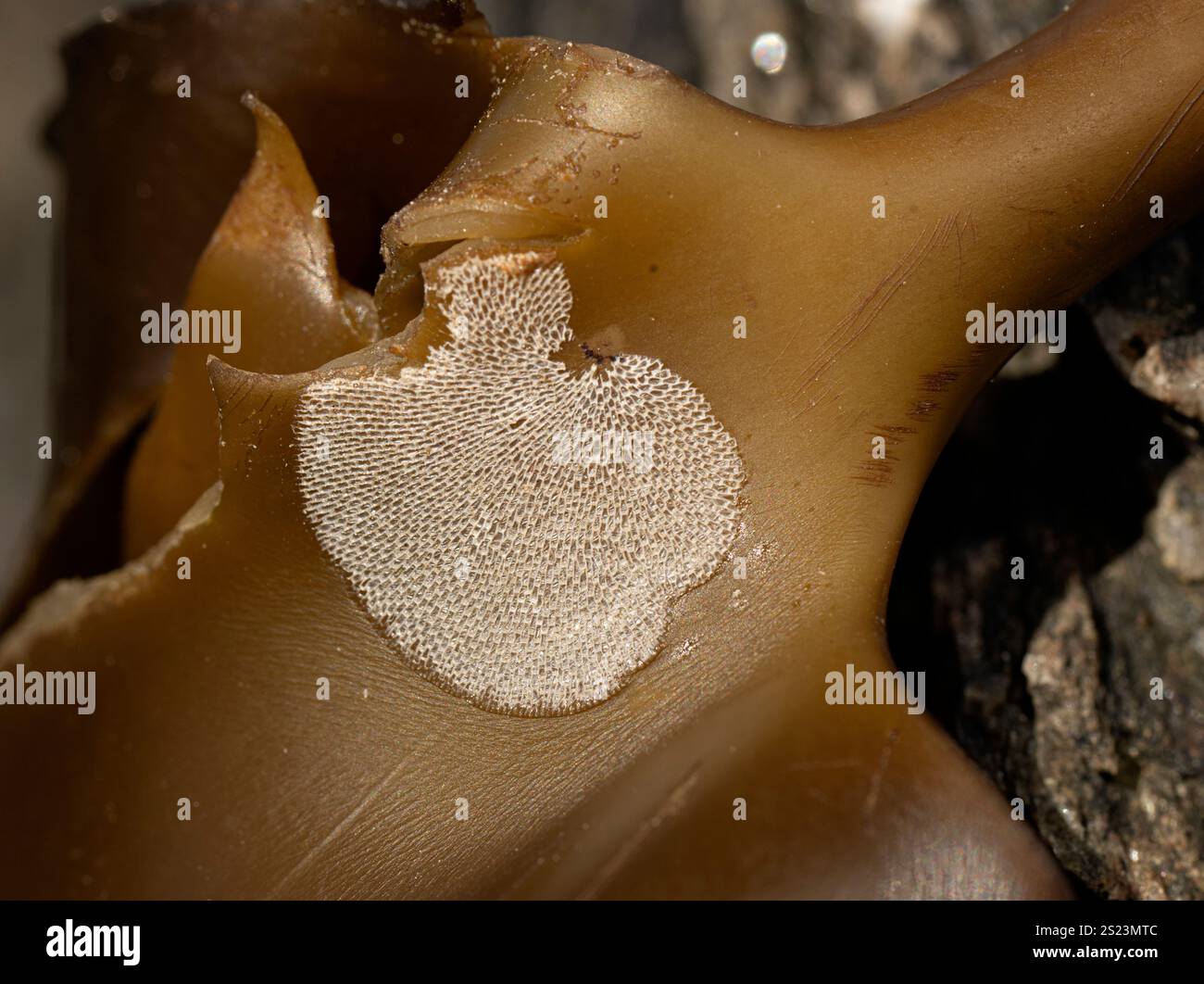Membranipora seaweed hi-res stock photography and images - Alamy