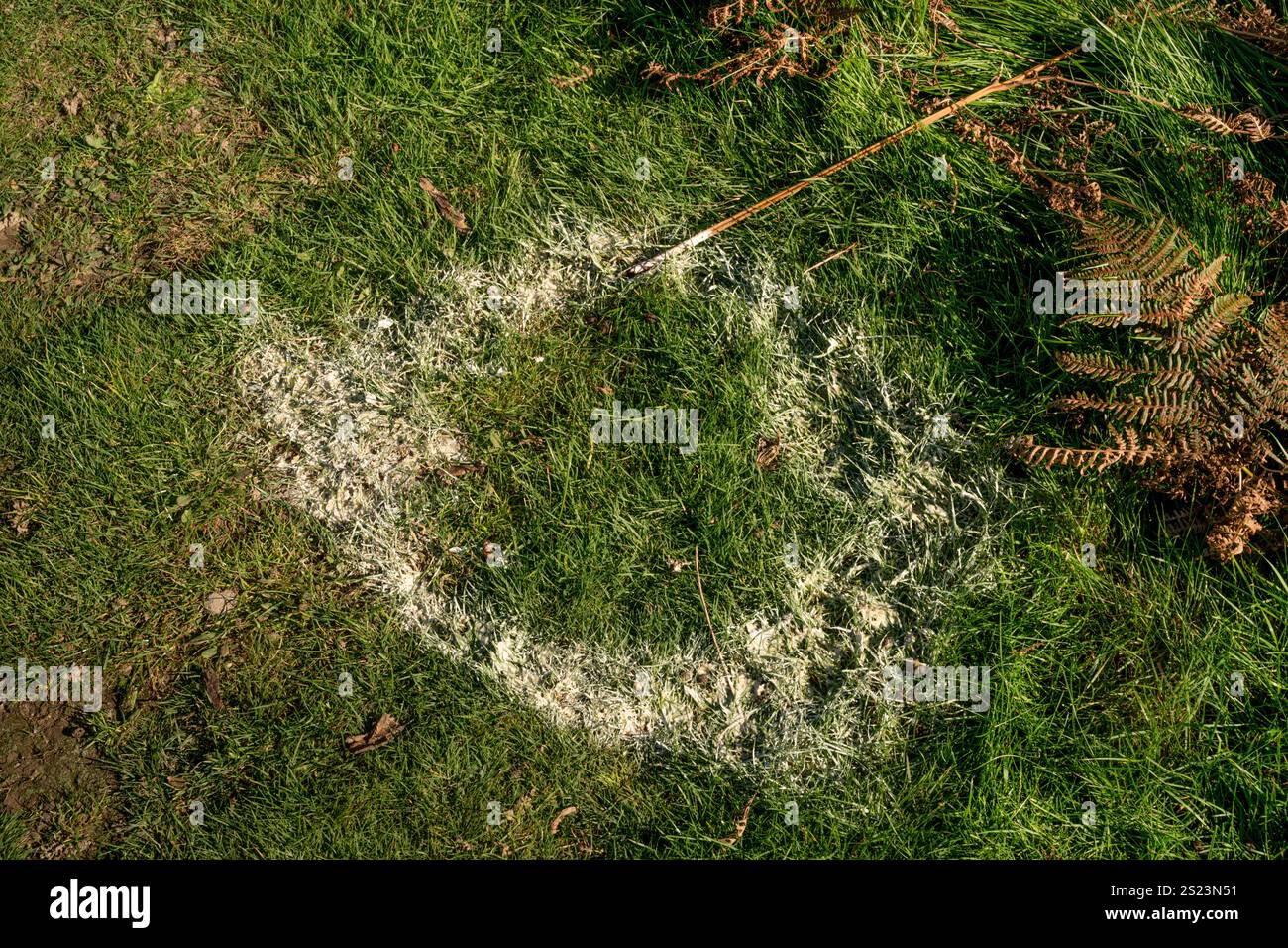Dog Vomit Slime Mould (Mucilago crustacea). Isle of Wight, Hampshire ...
