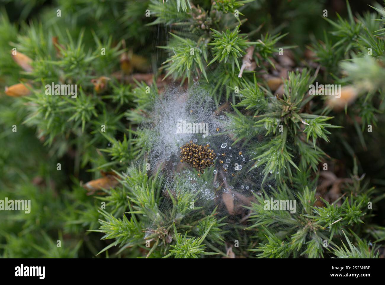 Garden Spider: Araneus diadematus. Spiderings in ball. Cornwall, UK ...