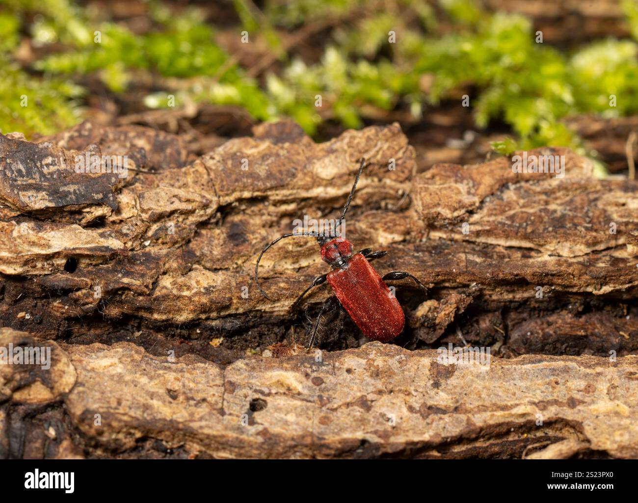Welsh Oak Longhorn Beetle: Pyrrhidium sanguineum. Surrey, UK Stock ...