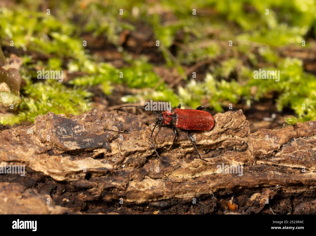 Welsh Oak Longhorn Beetle: Pyrrhidium sanguineum. Surrey, UK Stock ...