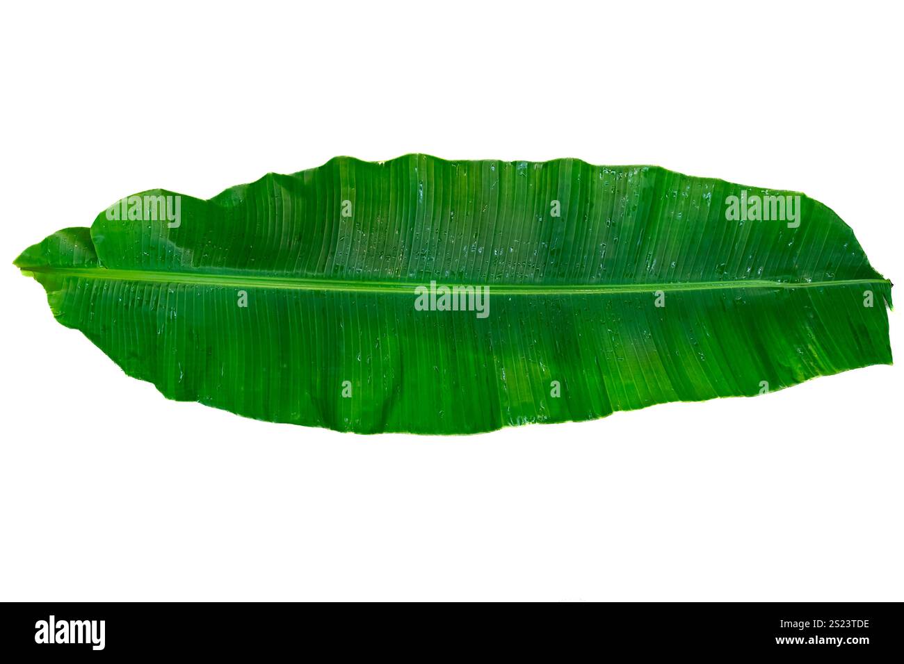 Natural texture background pattern Cut Out Stock Images & Pictures - Alamy