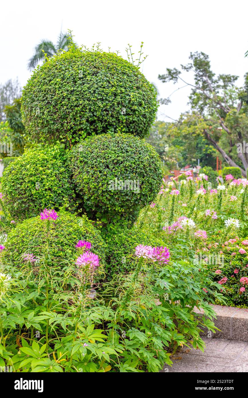 Landscape design of the city park. Composition of various plants and ...