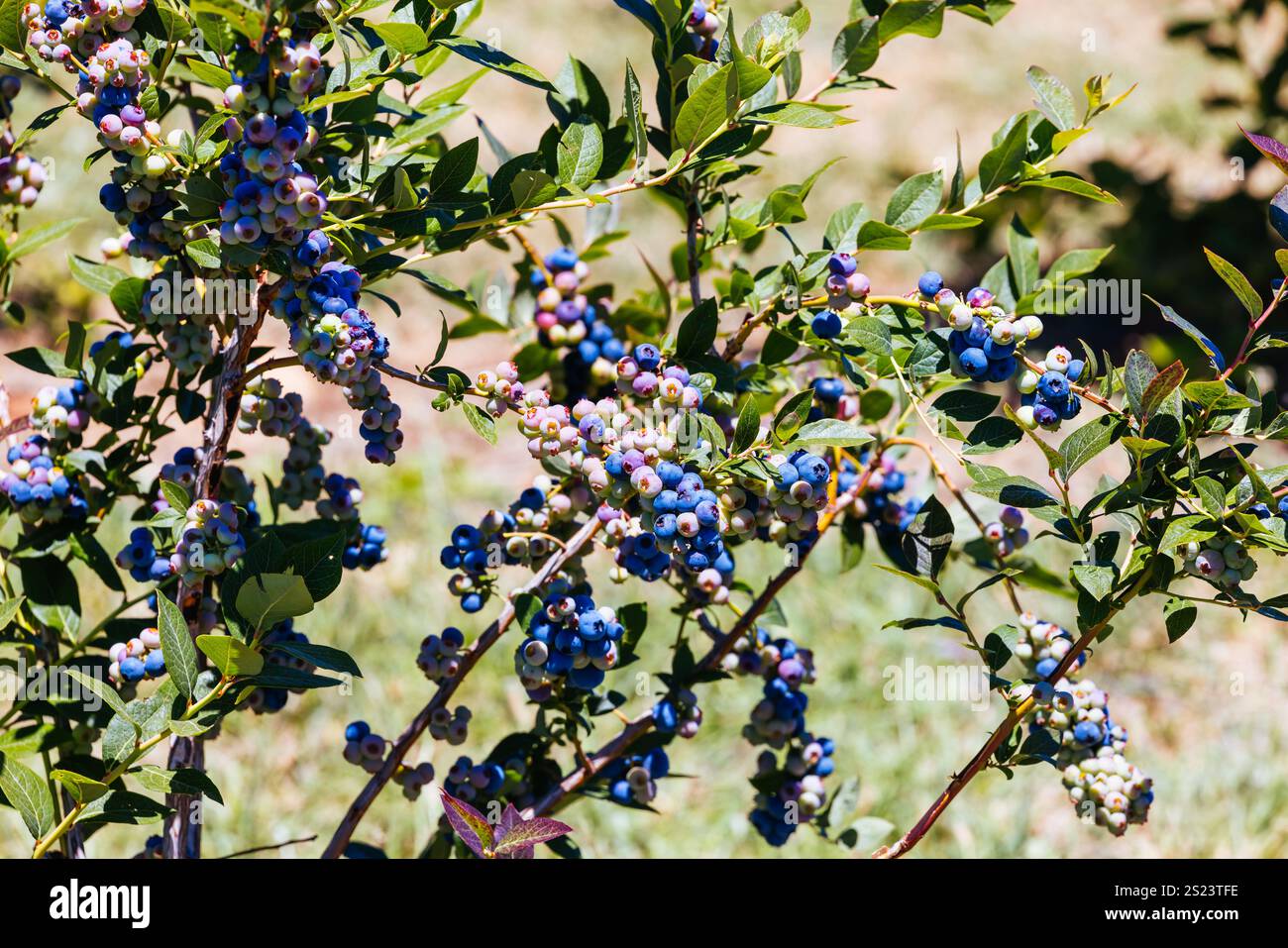 Organic blueberries ripening on a hot summer's day in Stanley, Victoria ...
