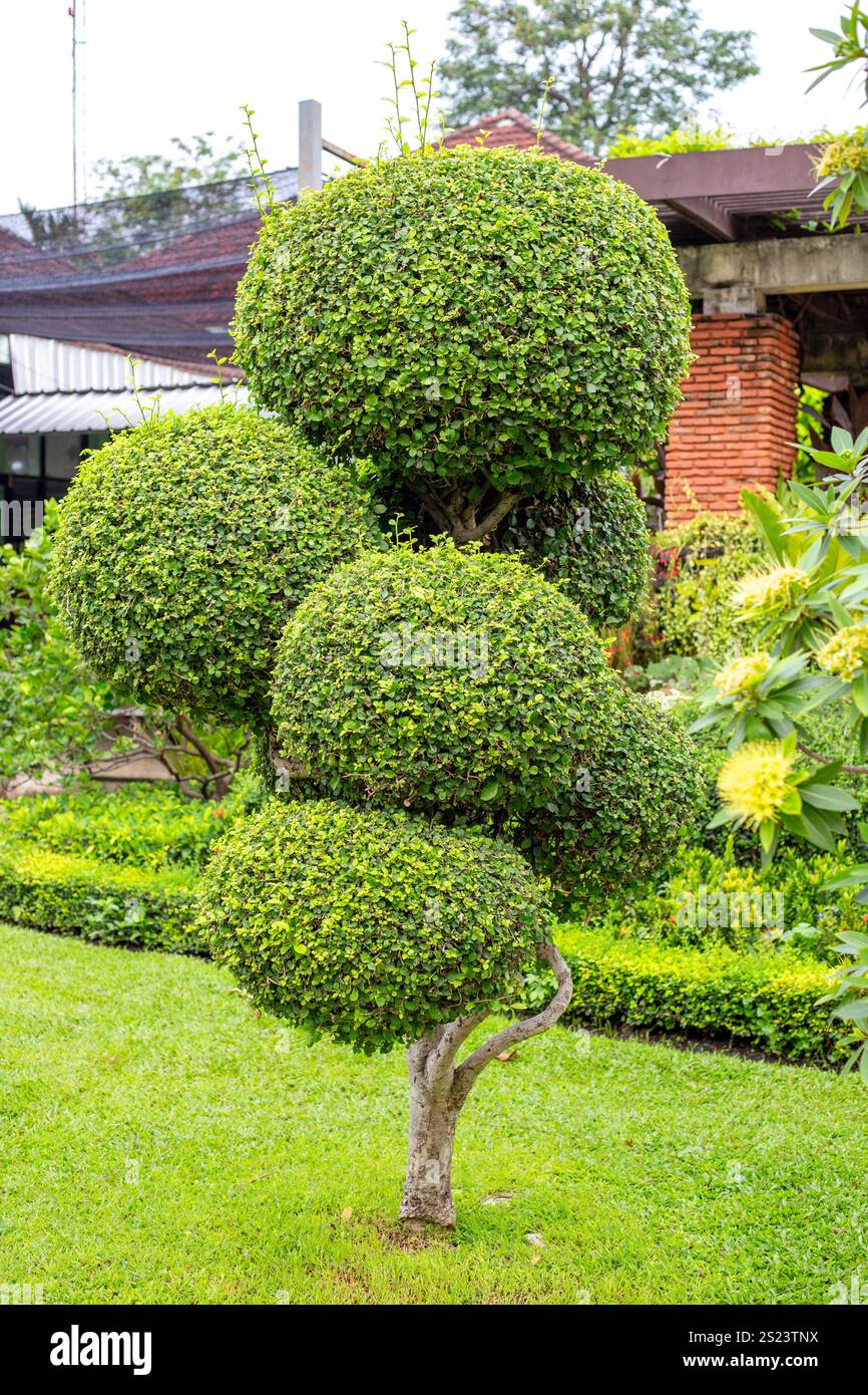 Landscape design of the city park. Green trimmed figured spherical bush ...
