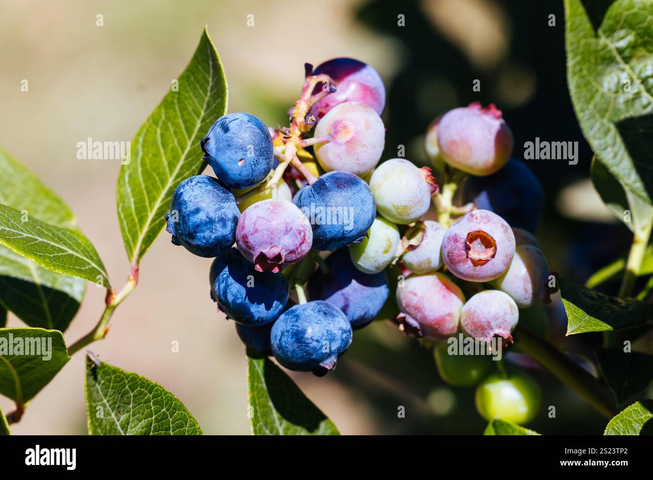 Organic blueberries ripening on a hot summer's day in Stanley, Victoria ...
