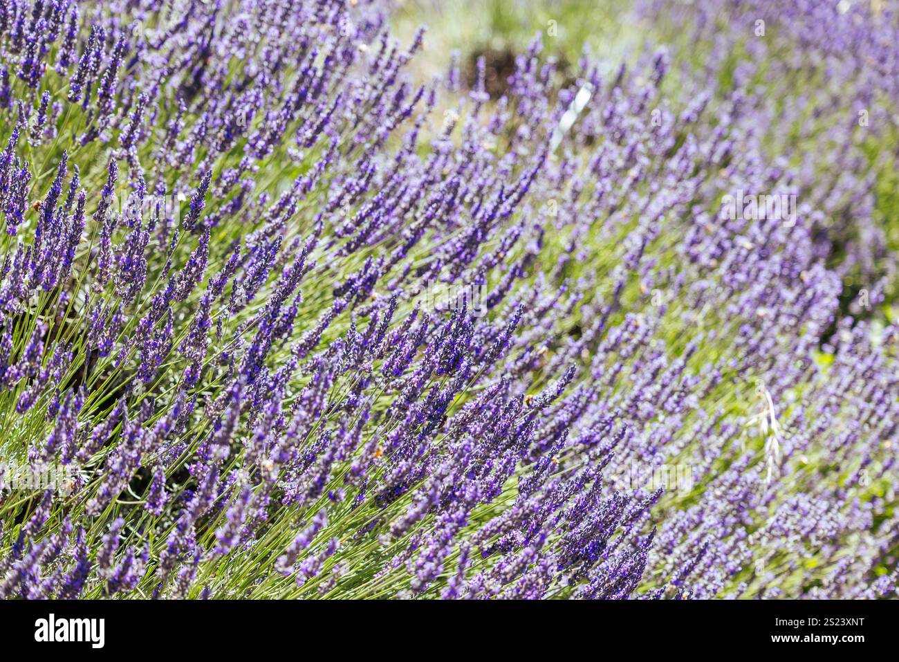 Lavender in Stanley Australia Stock Photo - Alamy