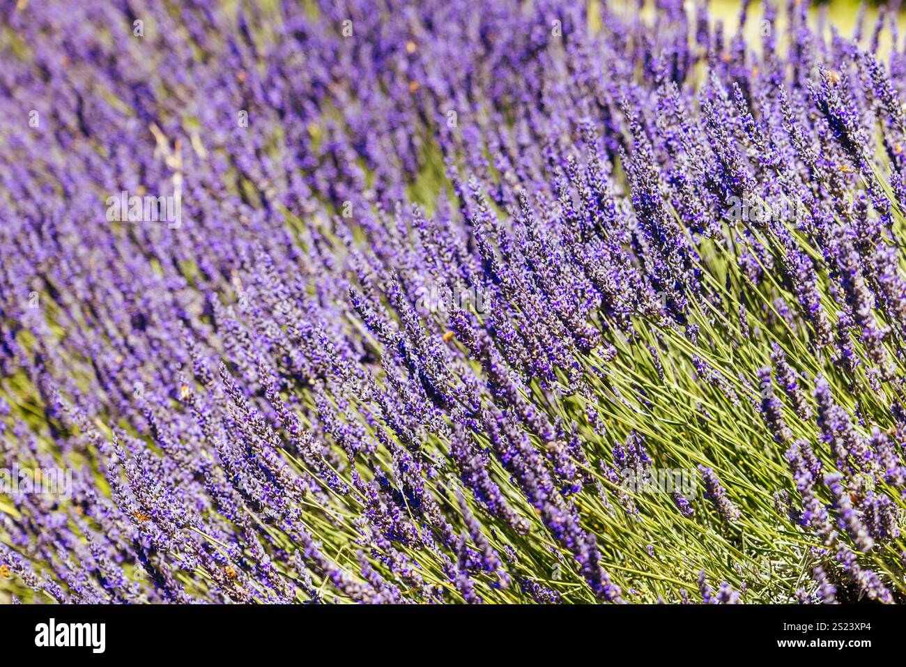 Lavender in Stanley Australia Stock Photo - Alamy