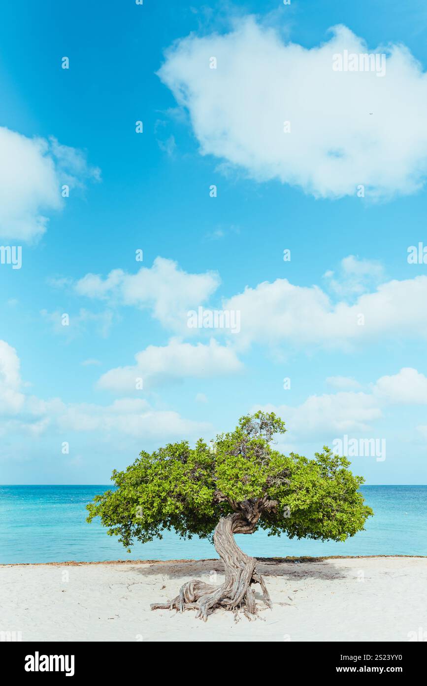 The 'Fofoti Trees', an iconic attraction on Eagle Beach, in the west of ...