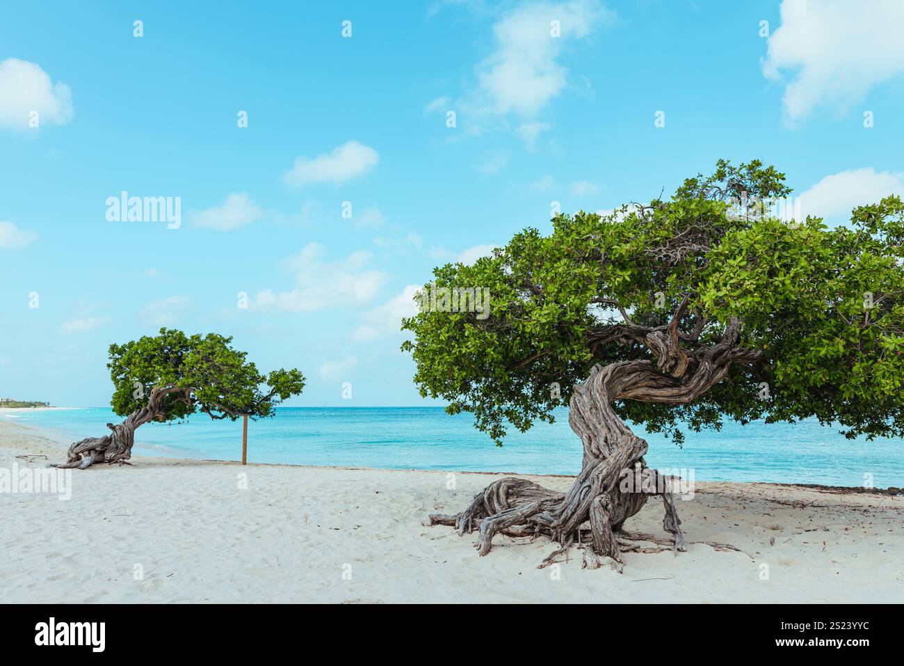 The 'Fofoti Trees', an iconic attraction on Eagle Beach, in the west of ...