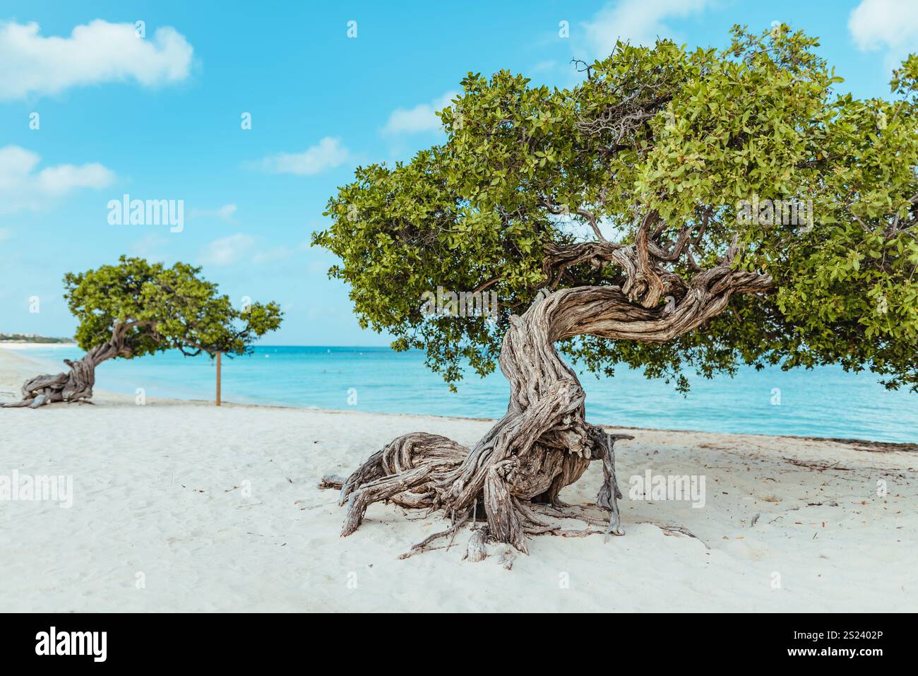 The 'Fofoti Trees', an iconic attraction on Eagle Beach, in the west of ...