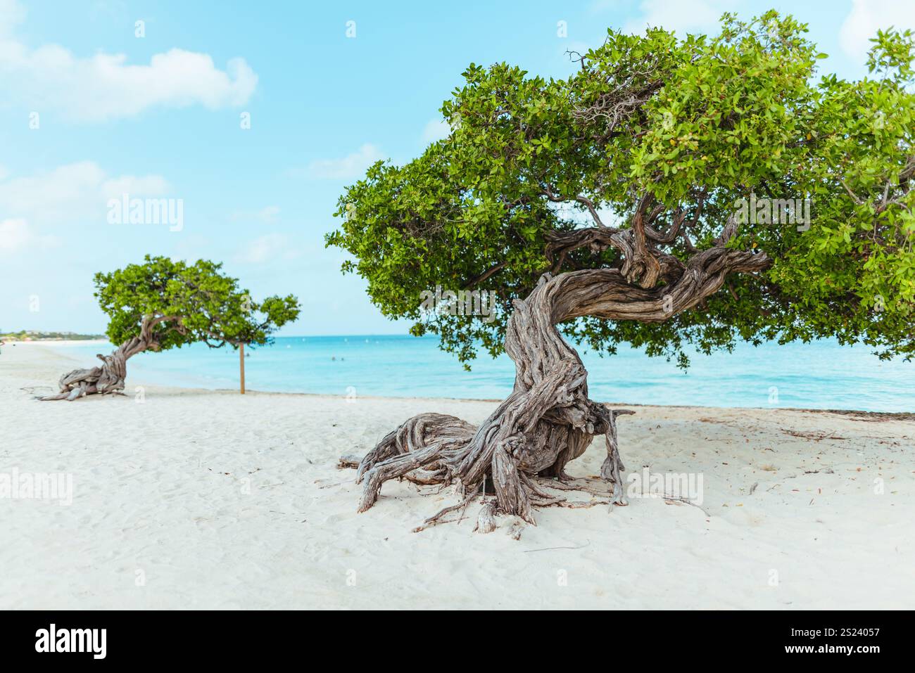 The 'Fofoti Trees', an iconic attraction on Eagle Beach, in the west of ...
